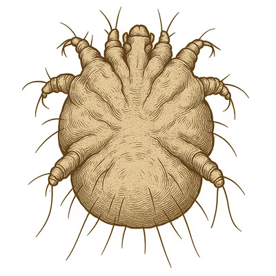 Svrab - příznaky, přenos, léčba a prevence | Blog - GigaLékárna.cz